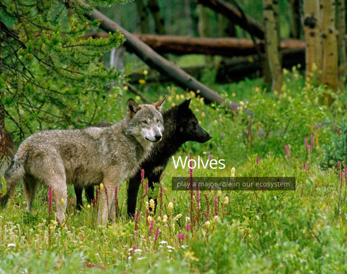 Take Action- There are two anti-wolf bills in the senate. – Wolves of ...