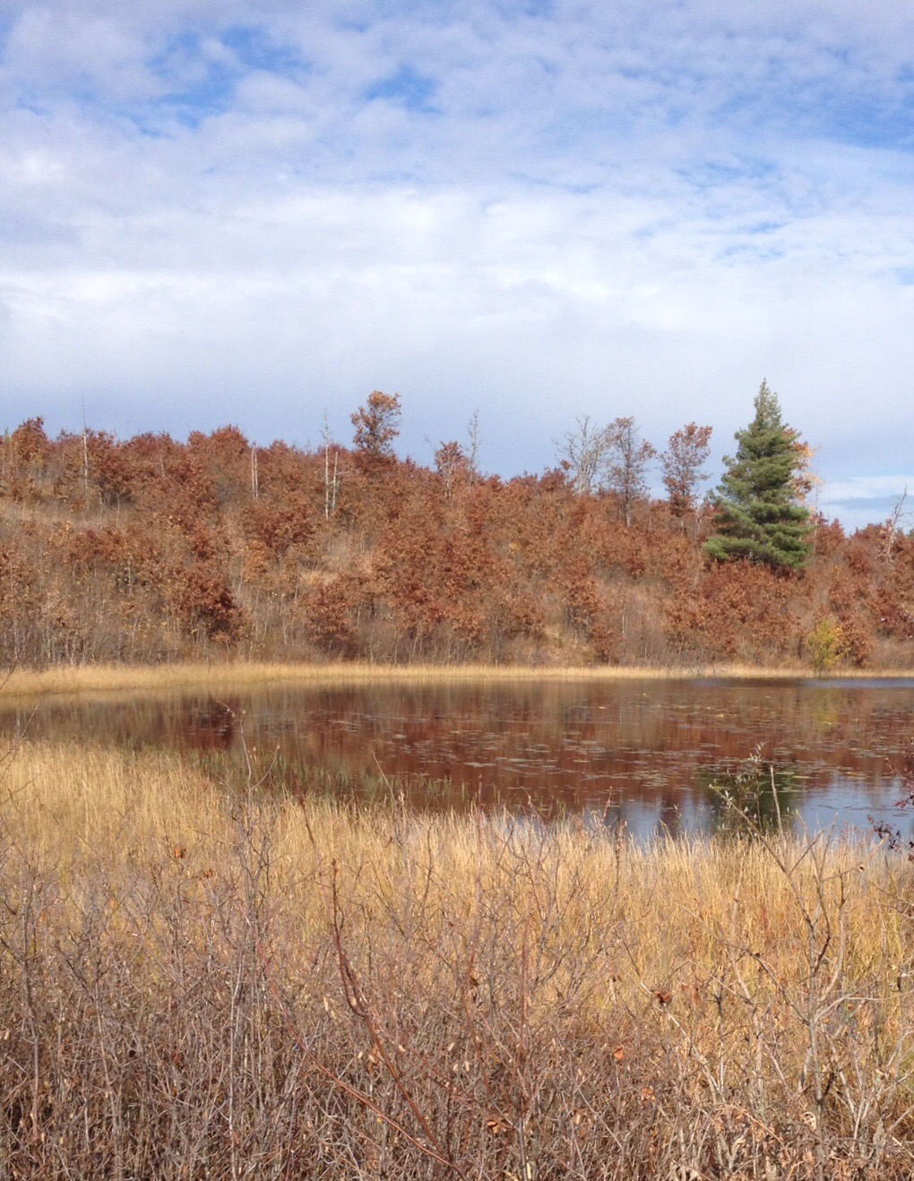 ‘White Eyes’ alpha female-447F wolf of Douglas county Wisconsin ...
