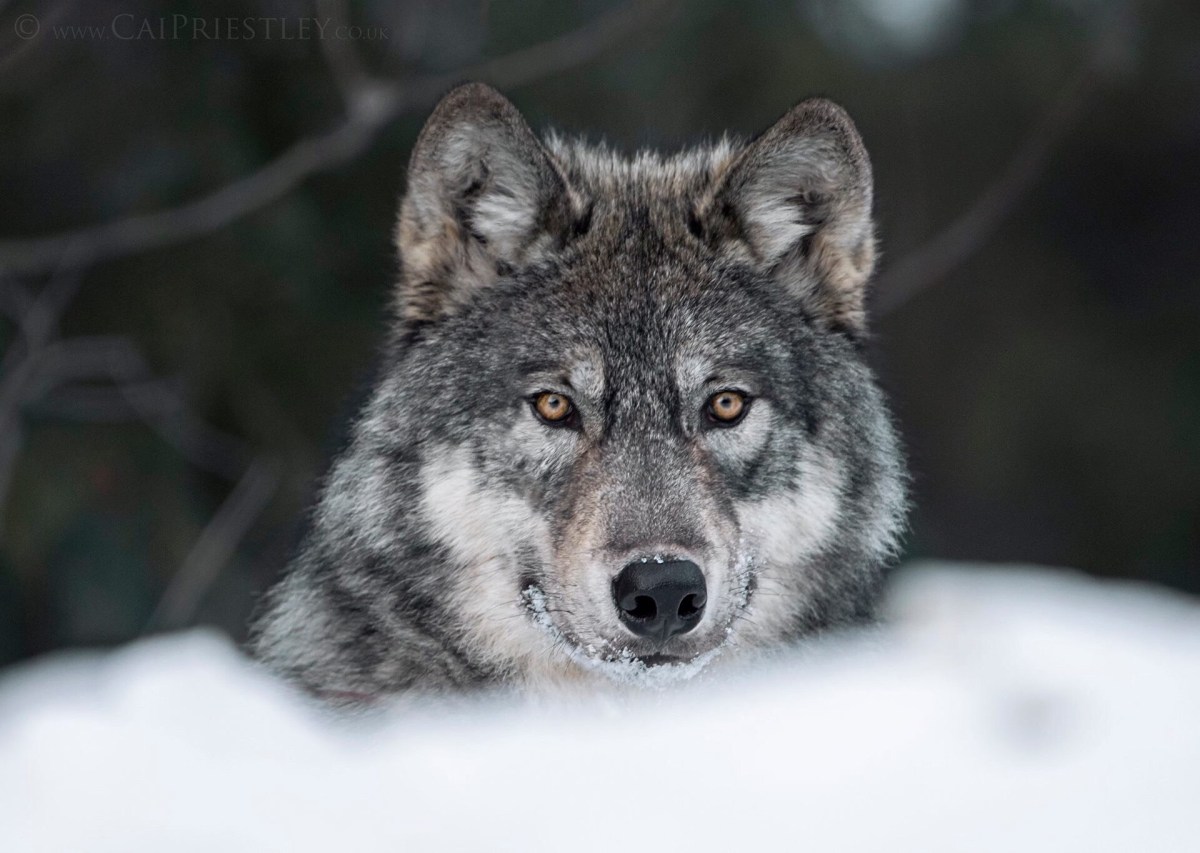 Wolves of Douglas County Wisconsin’s Mission Statement – Wolves of ...
