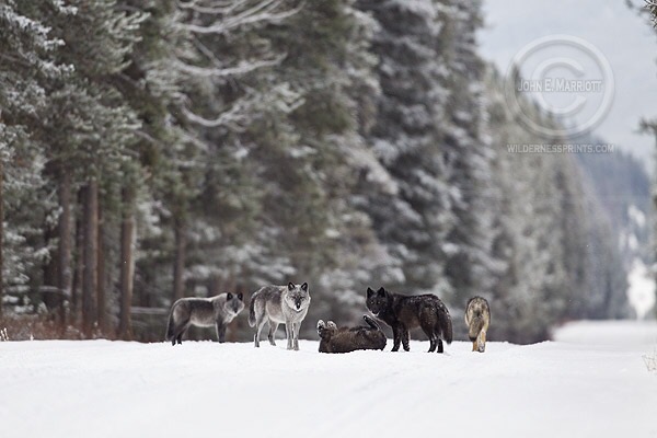 Foxlights a new tool for non lethal management of wolves in Wisconsin ...