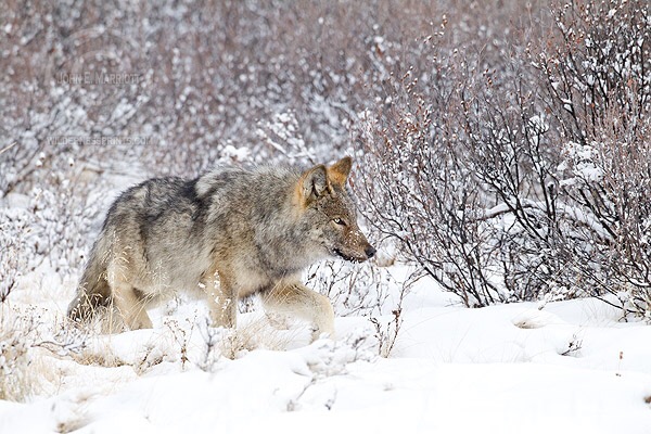 A collection of favorite wolf photographs by Canadian Wilderness ...