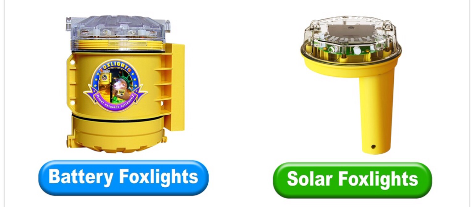 Foxlights are just one of the nonlethal methods farmers can use to ...