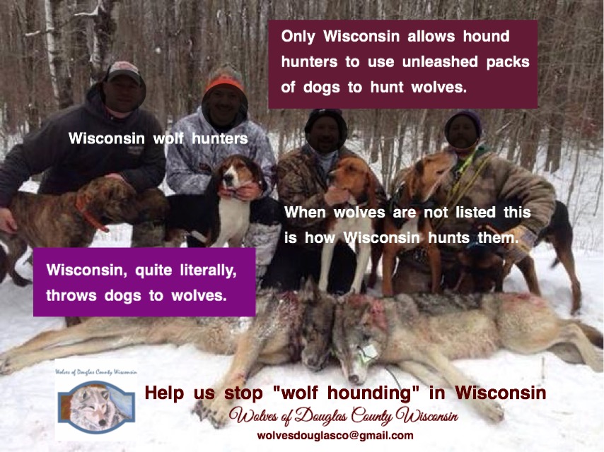 Out of all the states that hunt wolves, only Wisconsin allows hound ...