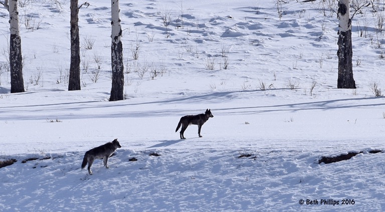 Beth Phillips: The role wolves play on the health of our ecosystems far ...