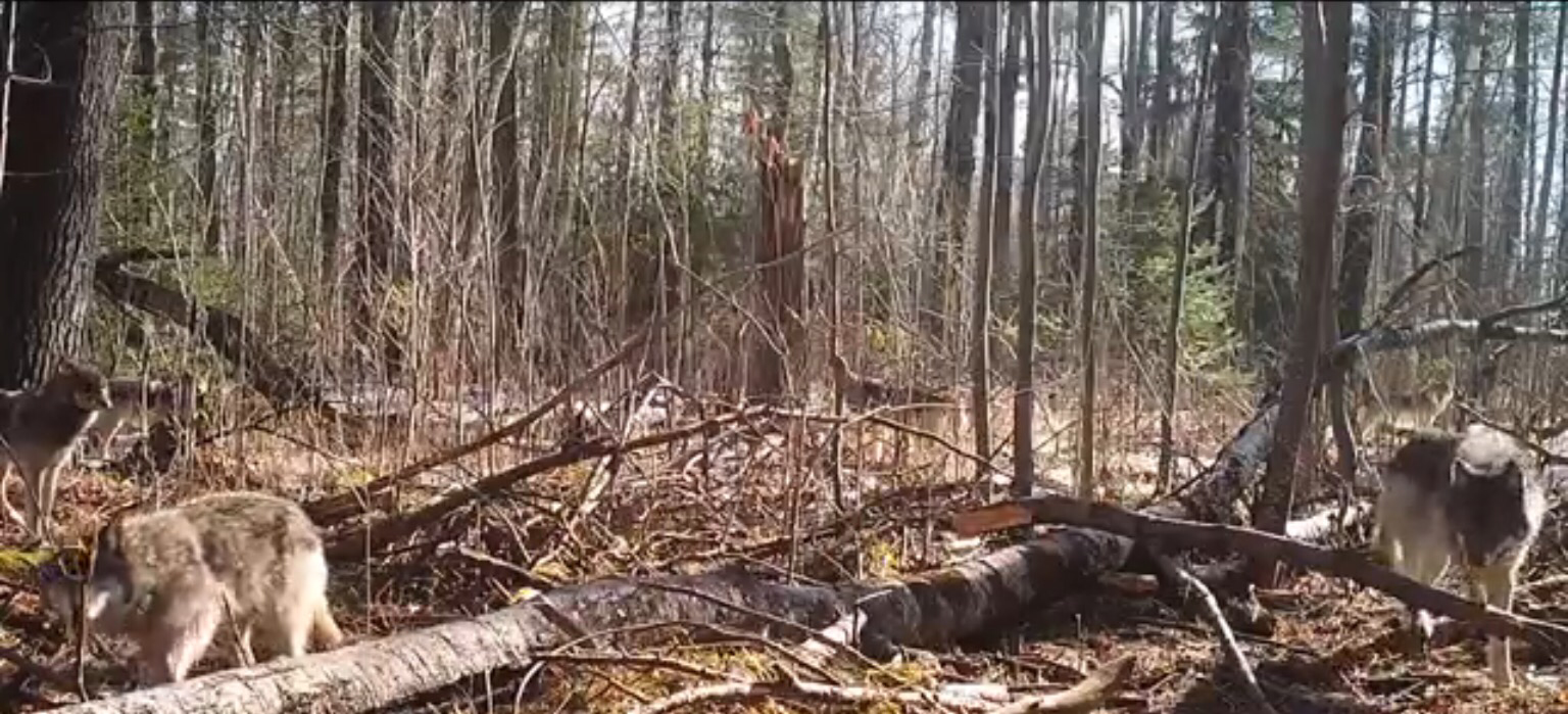 Gray wolves living in Wisconsin’s northern forest captured in video ...