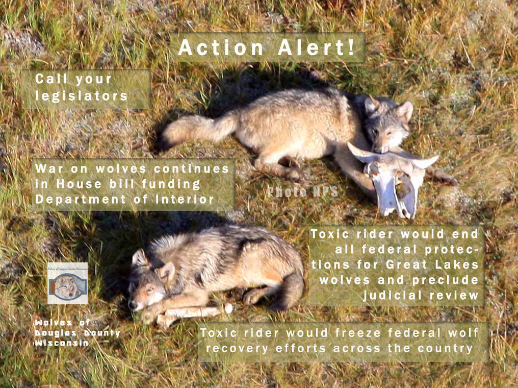 Action Alert! Anti-Wolf Riders in House Bill Funding Dept of Interior ...
