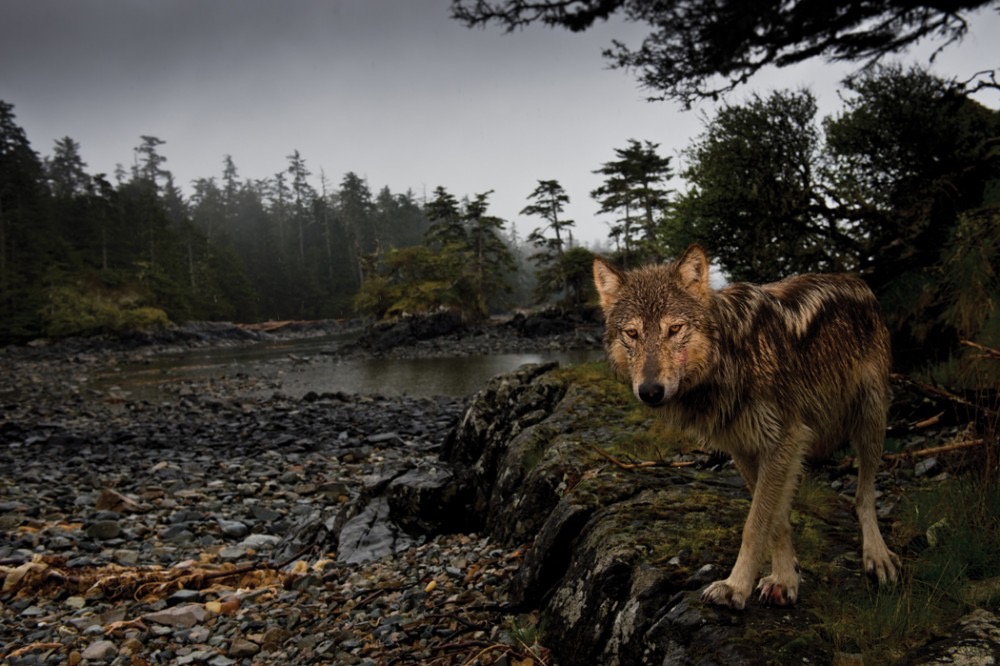 The Wisconsin Gray wolf needs your help “call to action” – People ...