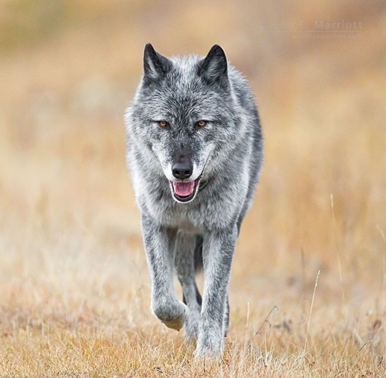 Stacy Gibson: Keep wolves on the endangered species list – Wolves of ...