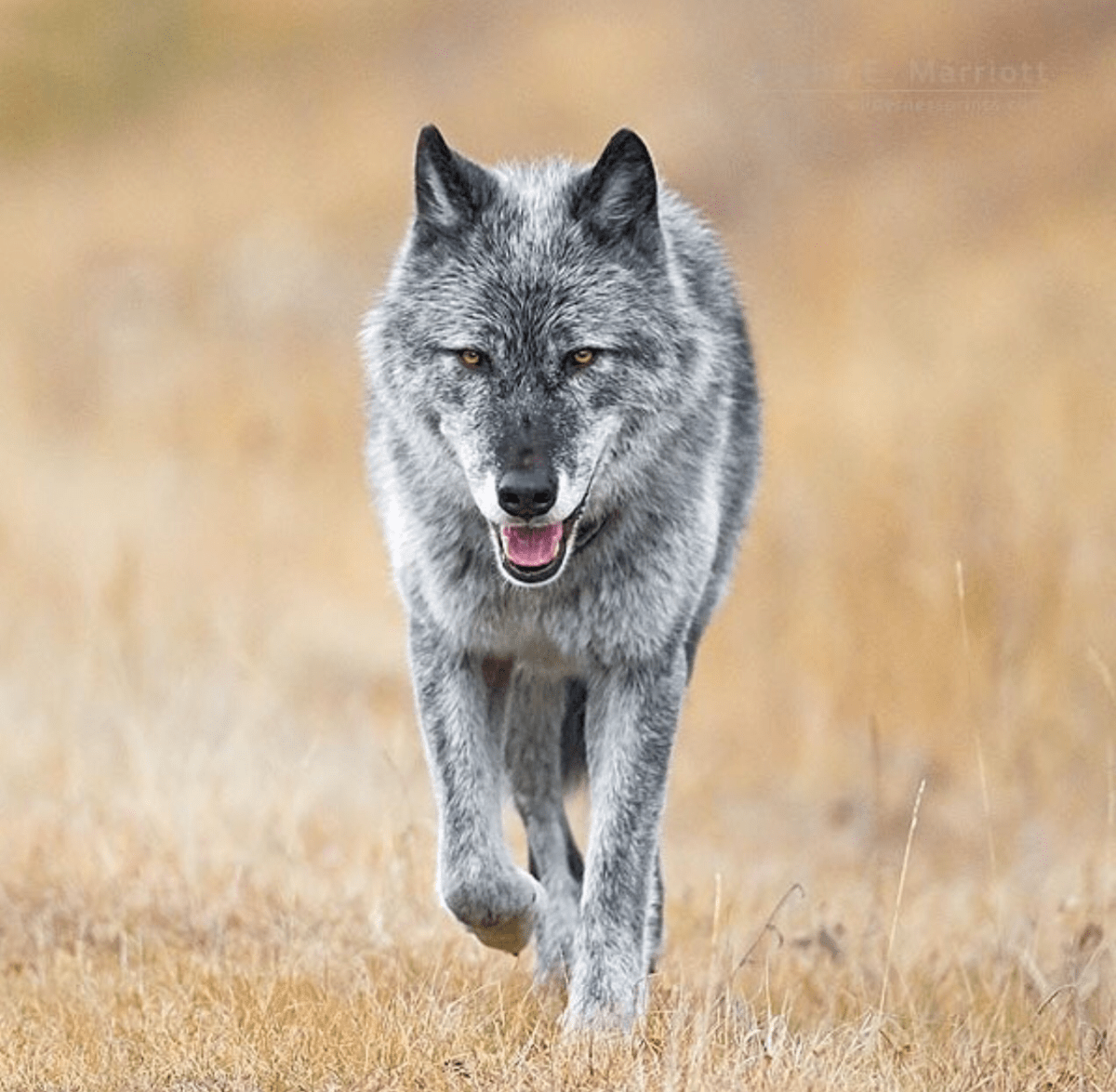 Stacy Gibson: Keep wolves on the endangered species list – Wolves of ...