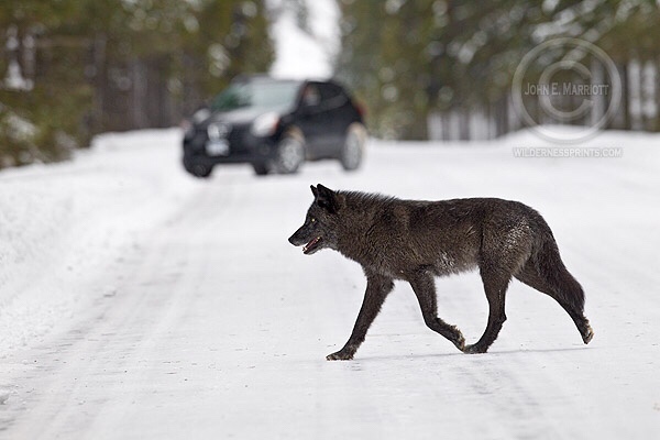 The remarkable Canis lupus (Gray wolf) … – Wolves of Douglas County ...