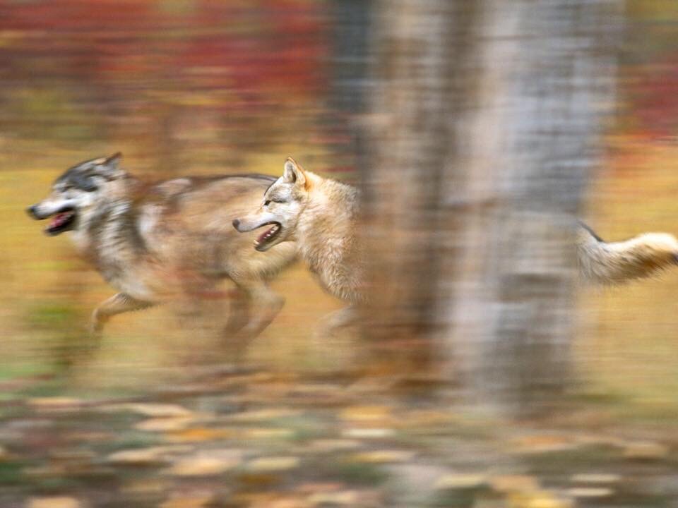 Wisconsin’s Elusive Gray Wolf Deserves Our Protection… – Wolves of ...