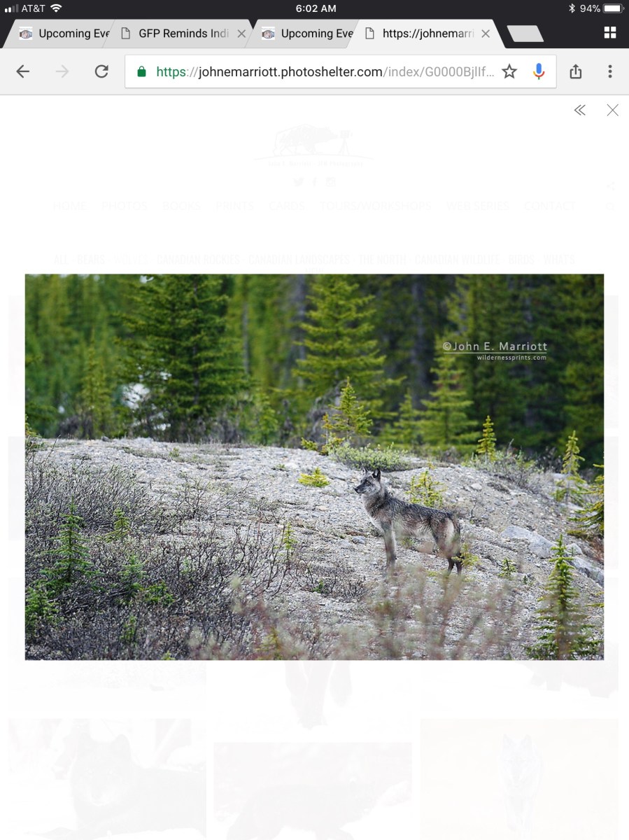 Wisconsin’s Gray Wolf Needs Your Help… – People & Wolves on the Air