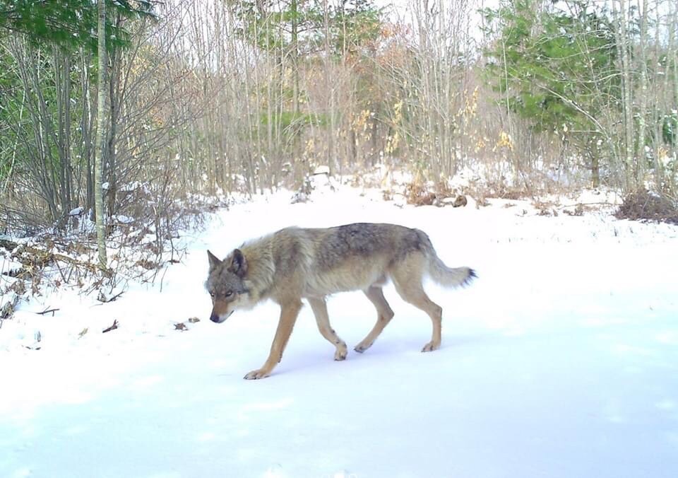 There’s a push to hold a wolf hunt even though there’s no updated state ...