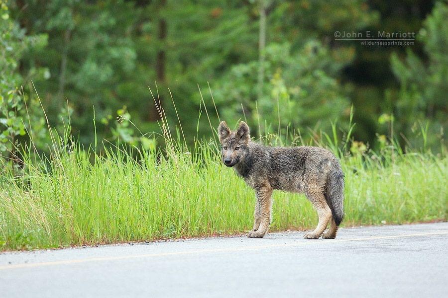Wisconsin Department of Natural Resources’ Wolf Management Plan ...