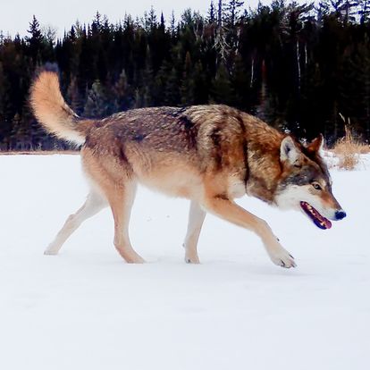 People and Wolves is now in post-production. – People & Wolves on the Air