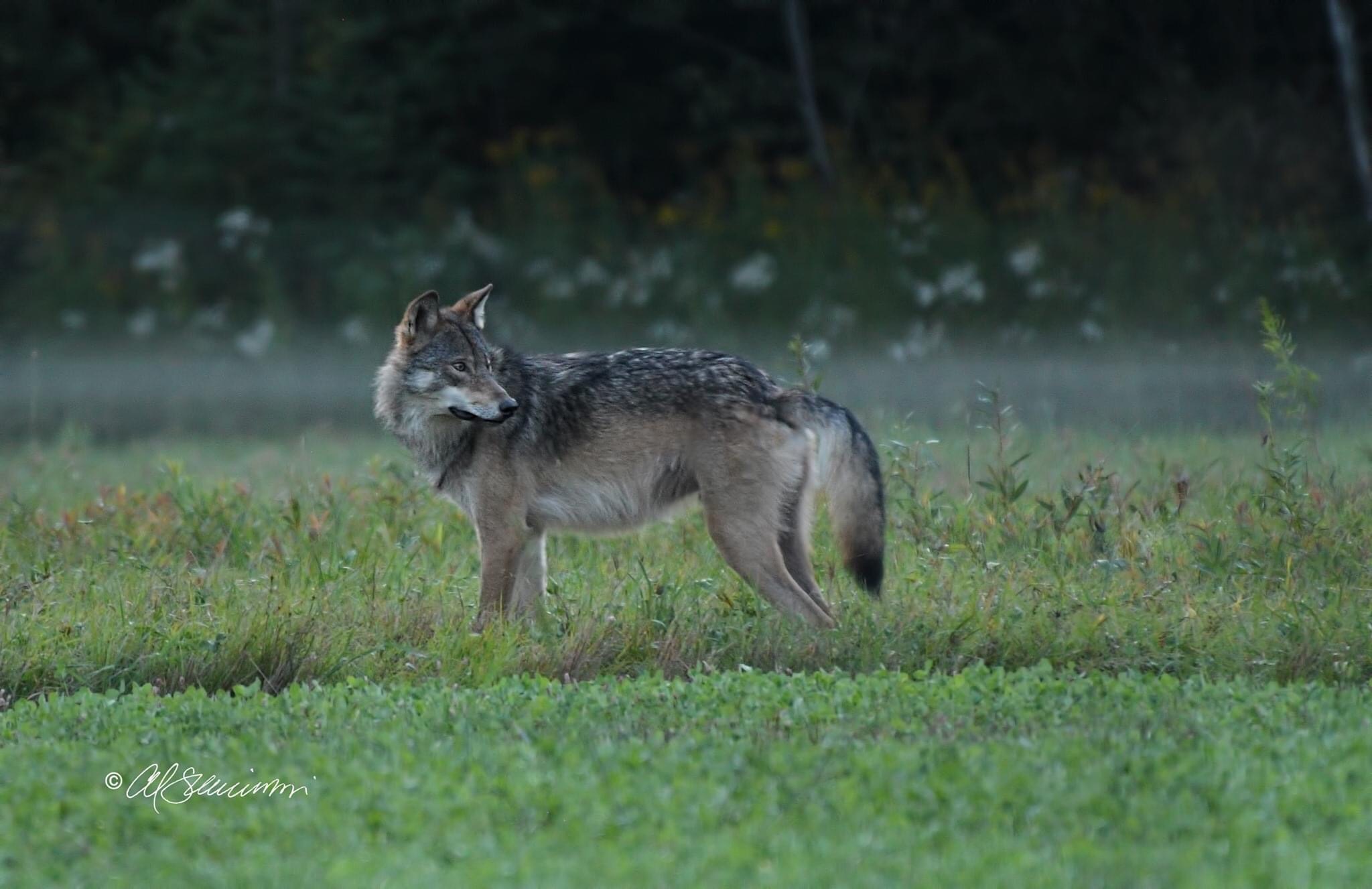 Living in the Wild: Grey Wolves know every square inch of their ...