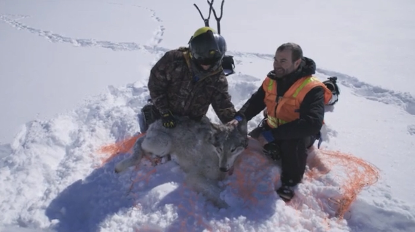“The Return of Wolves: Isle Royal National Park” Predator/Prey ...