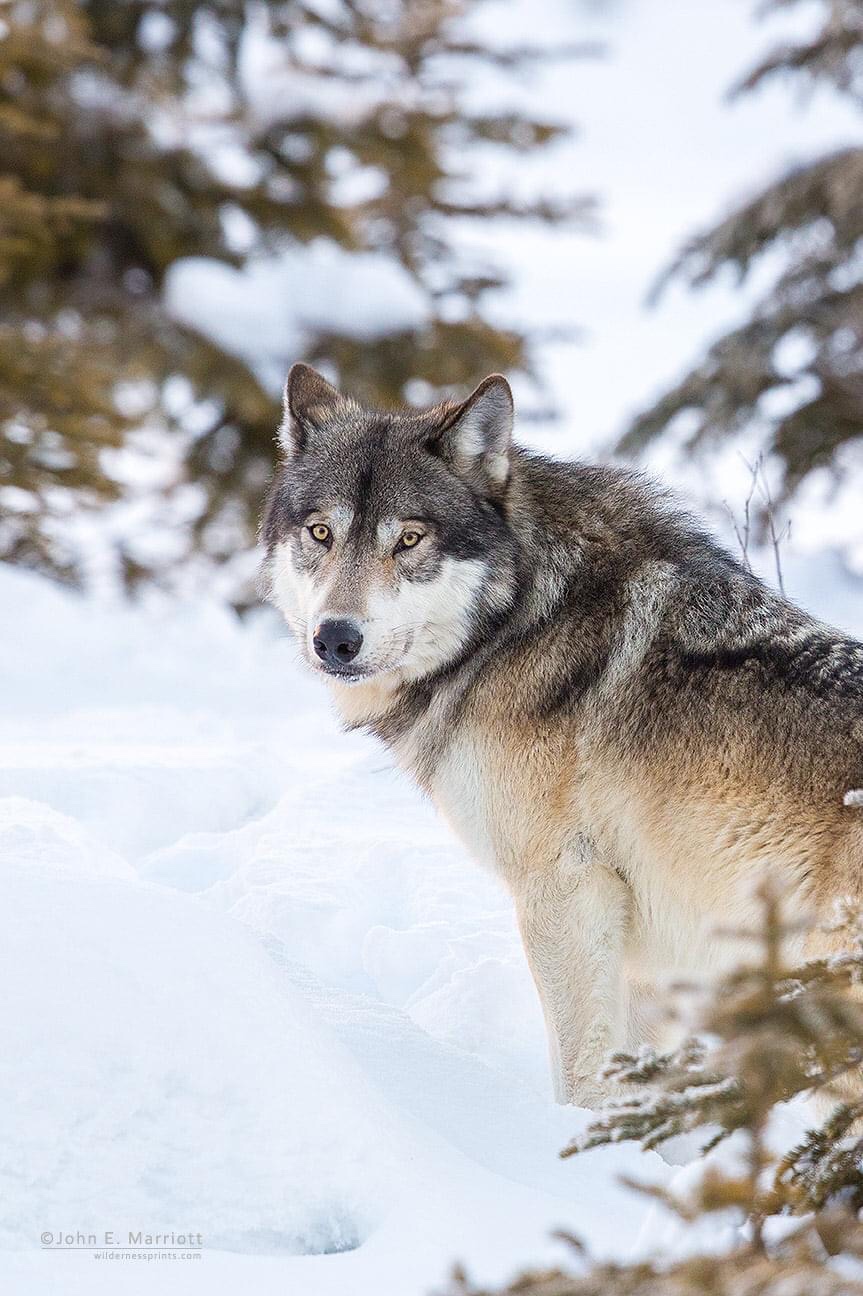 Gray Wolves Regain Federal Protection - Wolves of Douglas County ...