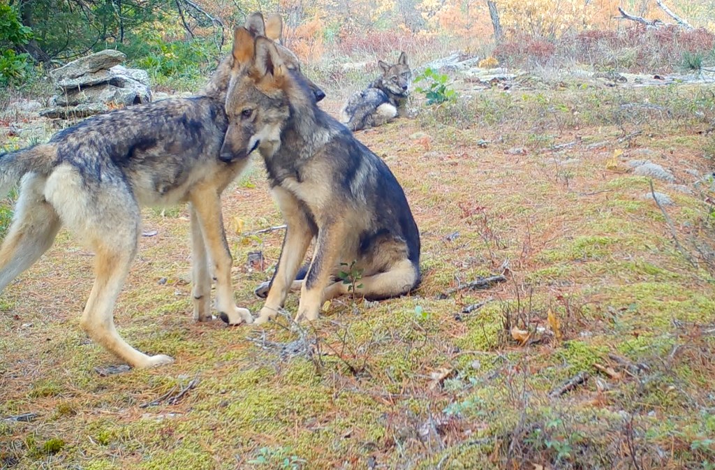 People and Wolves Interview of Award-Winning Outdoor Writer Patrick ...