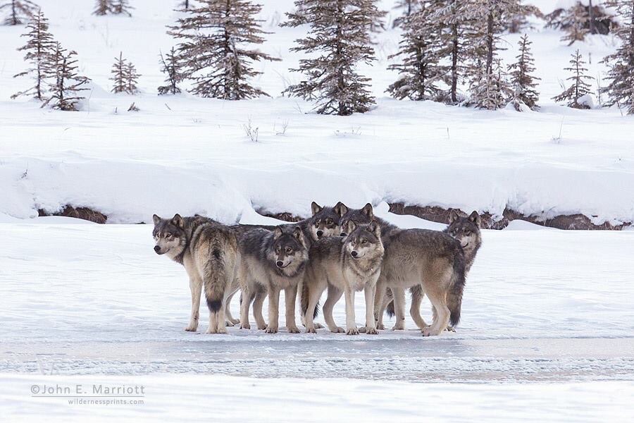 Save the wolf save the planet: Have we made progress towards a greener ...