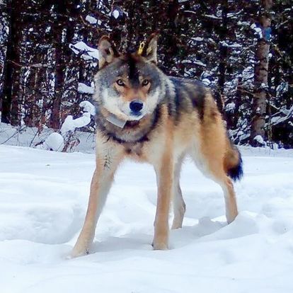 Letter: Look to Native Americans for guidance on wolves. – Wolves of ...