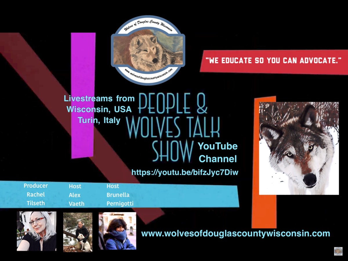 People & Wolves Talk Show Livestreams from Wisconsin, USA and Turin ...