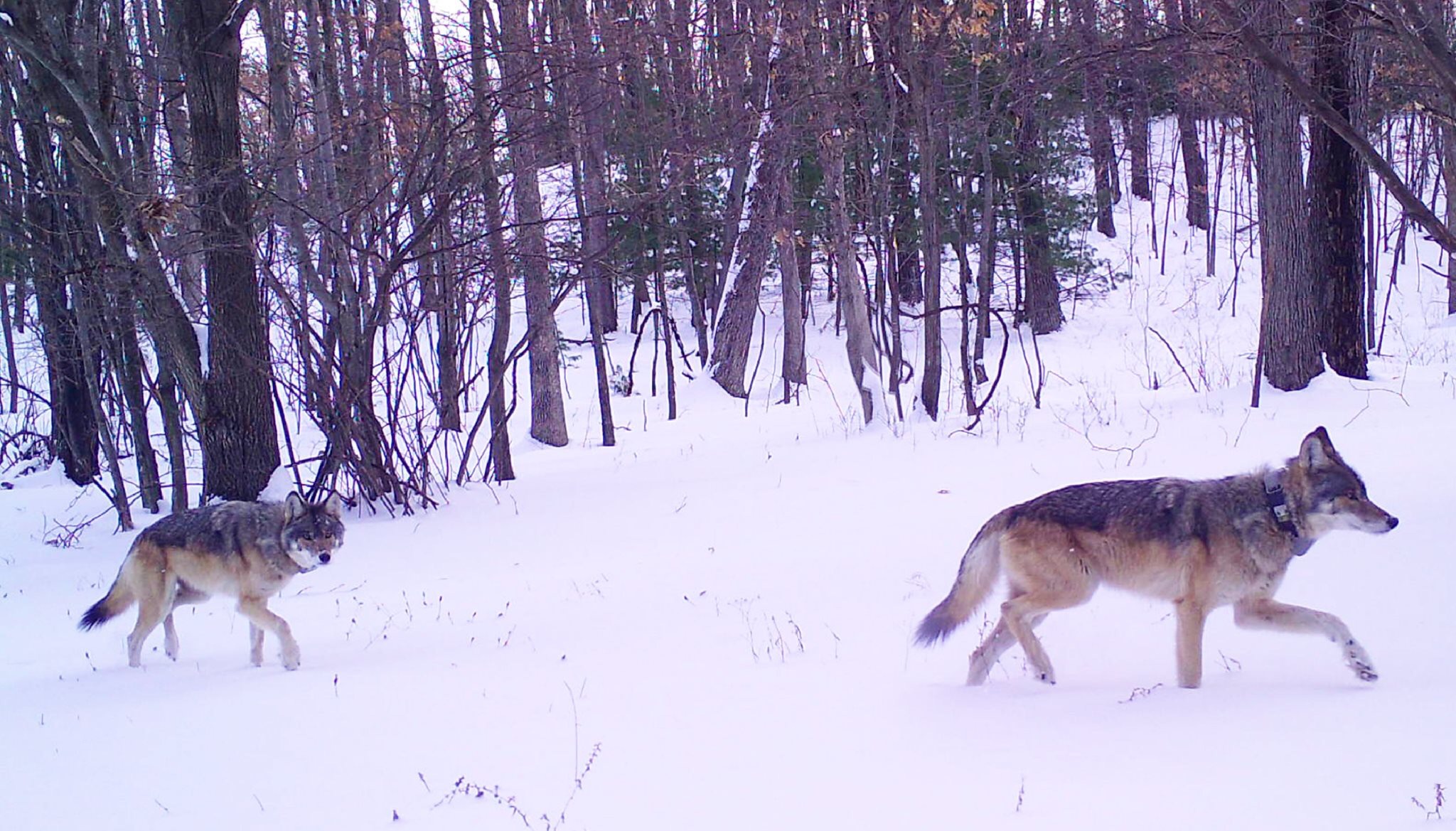 Stories of Wolves… – Wolves of Douglas County Wisconsin Media