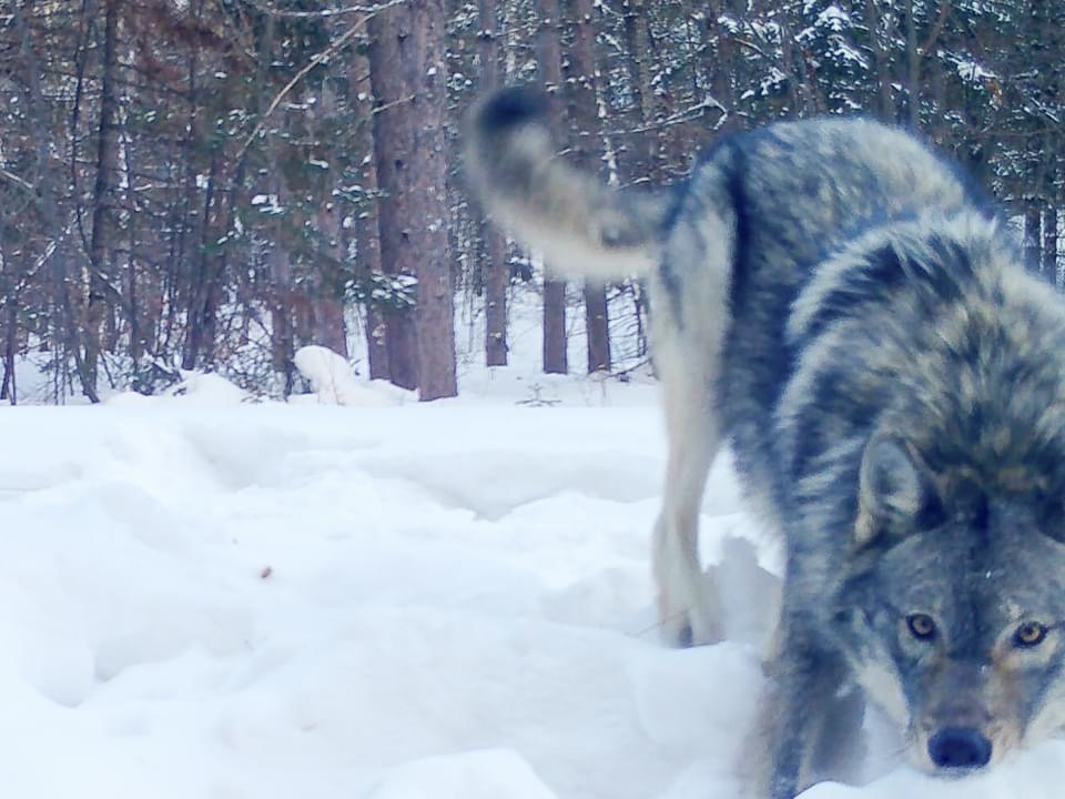 Wolf Awareness Week – Wolves of Douglas County Wisconsin Media