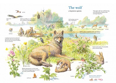 Pioneer of Trophic Cascade Robert T. Paine an American ecologist ...