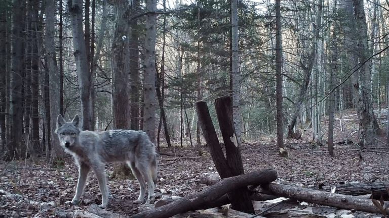 Educating the public against anti-wolf propaganda is key to the health ...