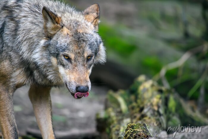 gray-wolf-canis-lupus-in-the-summer-light-in-the-forest-700-217617242 ...