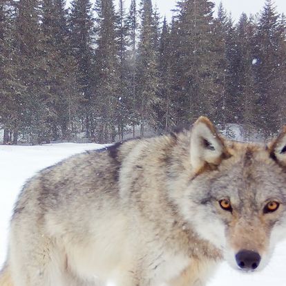 People & Wolves | Official Trailer – Wolves of Douglas County Wisconsin ...