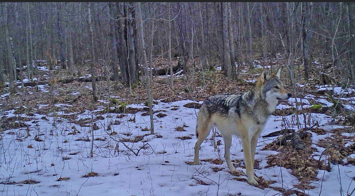 People & Wolves Talk Show Presents: The Grey Wolf is a Part of ...