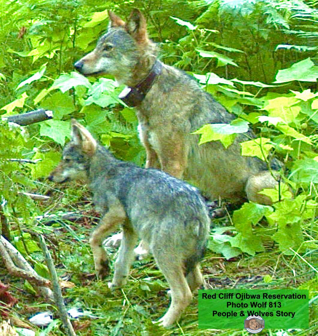 People and Wolves on the Air: What’s Next! – Wolves of Douglas County ...