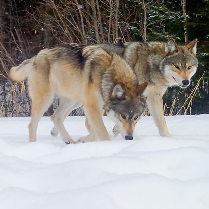People and Wolves on the Air: What’s Next! – Wolves of Douglas County ...