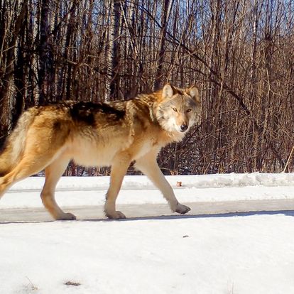Wisconsin’s Gray wolf faces being de-listed in 2025. – Wolves of ...