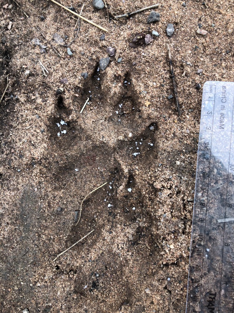 Wisconsin’s Gray wolf faces being de-listed in 2025. – Wolves of ...