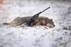 Wisconsin’s Gray wolf faces being de-listed in 2025. – Wolves of ...