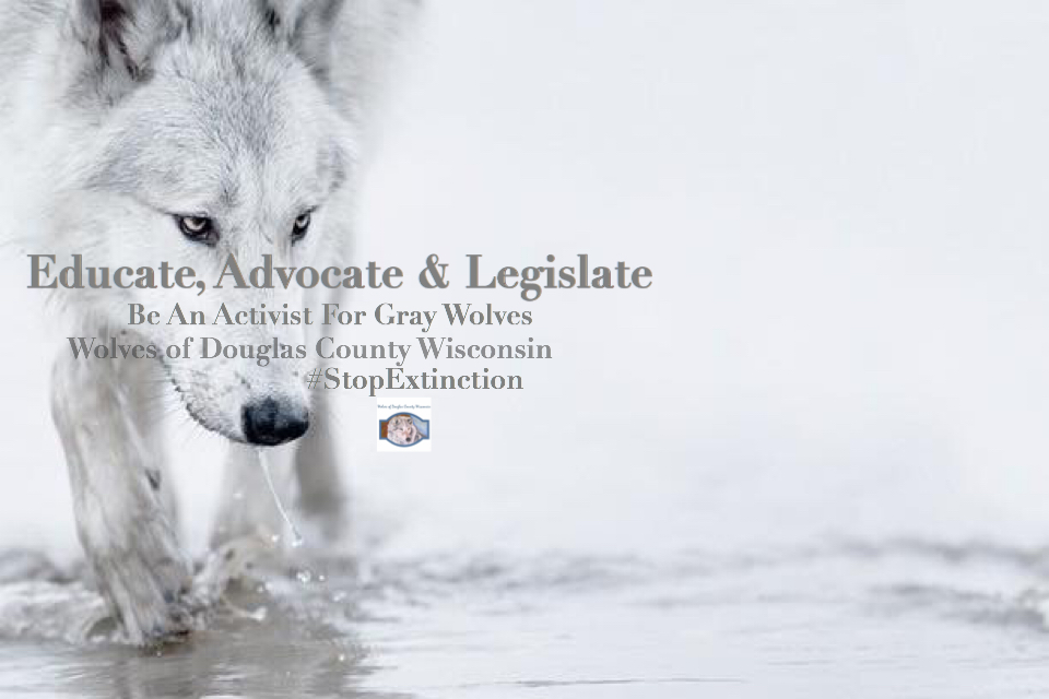Wisconsin’s Gray wolf faces being de-listed in 2025. – Wolves of ...