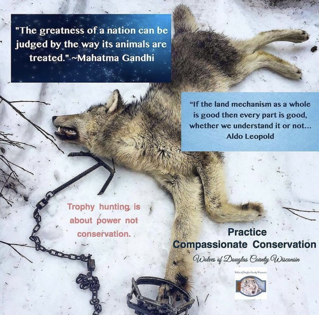 Wisconsin’s Gray wolf faces being de-listed in 2025. – Wolves of ...