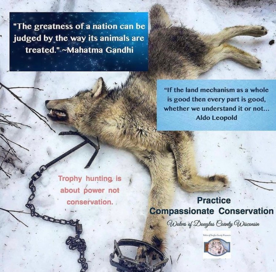 Wisconsin’s Gray wolf faces being de-listed in 2025. – Wolves of ...