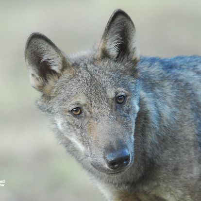 EU proposal to modify the status of wolf protection from “strictly ...