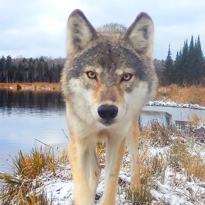 Wolves of Douglas County Wisconsin Media – Films, Art & Stories That ...