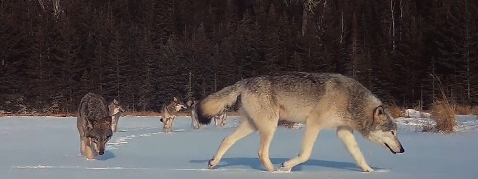 People-Wolves-Short-Documentary – Wolves of Douglas County Wisconsin Media